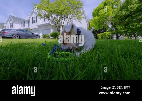 Jack Russell Terrier lying in green grass, playing with a toy and ...