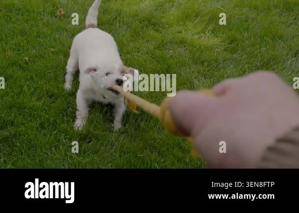 Happy Jack Russell Terrier dog begs for a treat from the owner of the ...