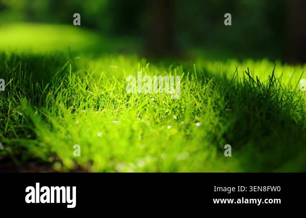 Lush green grass lawn glowing in warm sunlight during day. . High ...