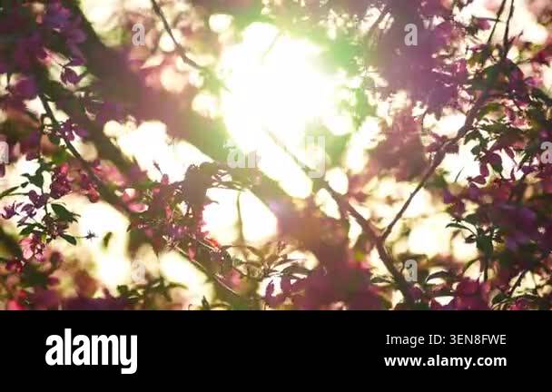 Pink spring blossoms on tree branches backlit by warm sunlight, soft ...
