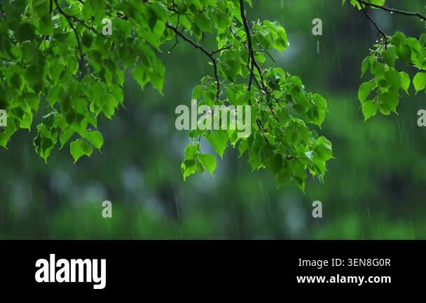 Fresh green tree branches in spring rain with water drops and soft ...