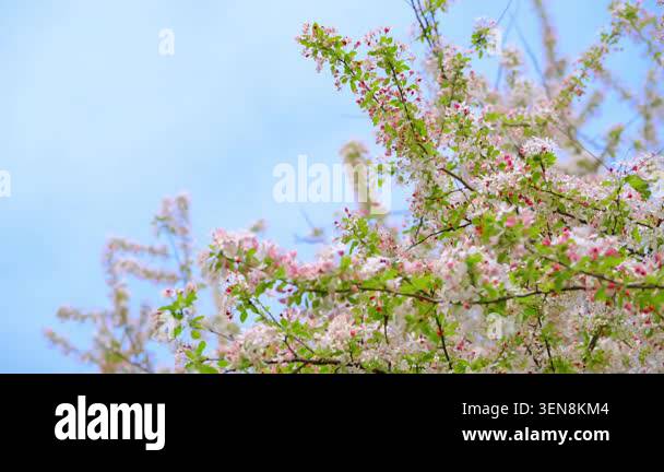 Blooming tree with white spring flowers against a cloudy blue sky ...
