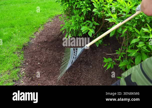 Landscaper raking fresh mulch around bushes in garden. Close up footage ...