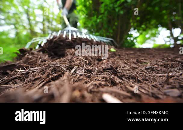 Landscaper raking fresh mulch around bushes in residential garden ...