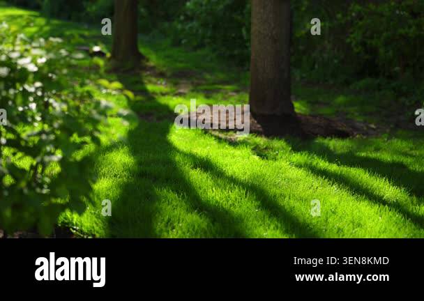 Sunlight casting long shadows across vibrant green grass and trees in ...