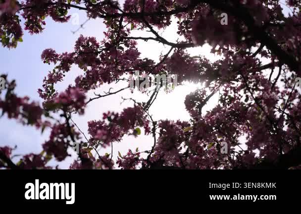 Footage of Pink flowering tree in full bloom on sunny day. Spring ...