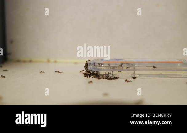 Line of ants moving along indoor surface near wall. Concept of pest ...