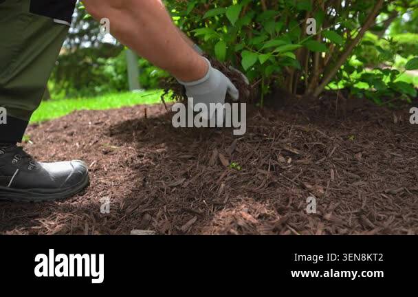 Close up shoot footage of gardener spreading fresh mulch around bushes ...