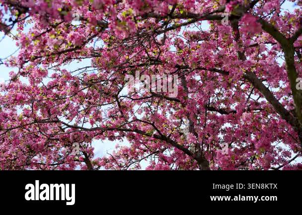 Footage of Pink flowering tree in full bloom. Spring season with ...