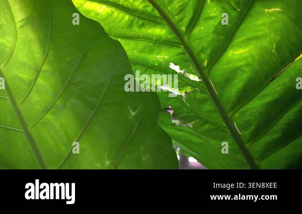Look awesome of leaf on park with various color Stock Video Footage - Alamy