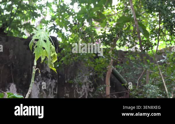 Look awesome of leaf on park with various color Stock Video Footage - Alamy