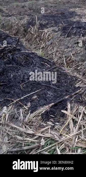 Look awesome of sand on park Stock Video Footage - Alamy
