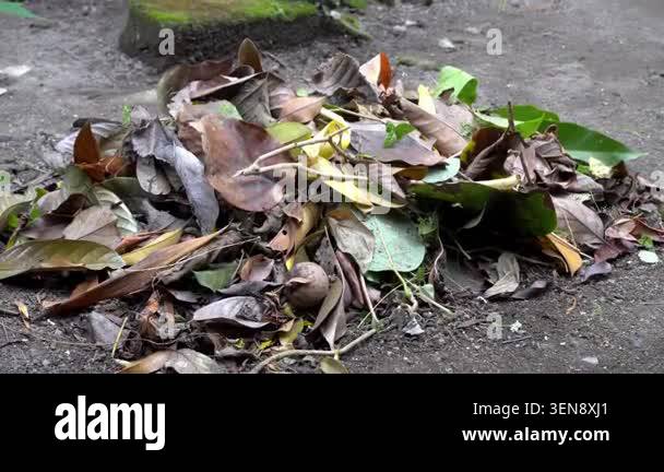 Look awesome of leaf on park with various color Stock Video Footage - Alamy