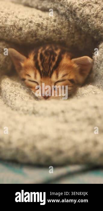 sleeping tabby kitten wrapped in blanket, nestled inside soft knit ...