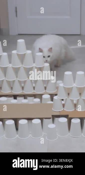 white cat approaches stacked paper cups on cardboard platform in ...