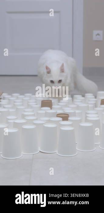 white cat navigates paper cup maze with cautious paws testing stability ...