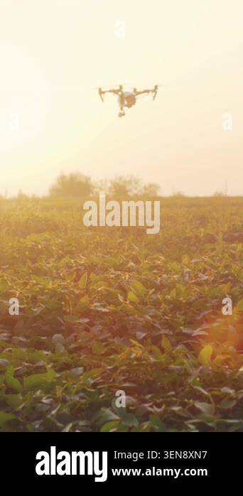 drone flying over sunlit crop field, wide scene with lens flare and ...