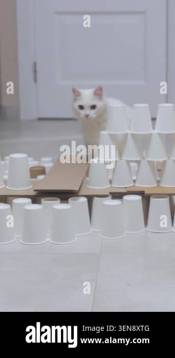 white cat slips through stacked cup fortress with stealthy approach and ...