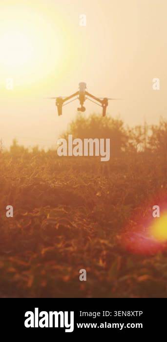 drone at golden sunset over field, small quadcopter hovering low above ...