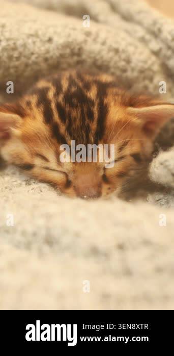 dreaming tabby kitten closeup on blanket, delicate striped face resting ...