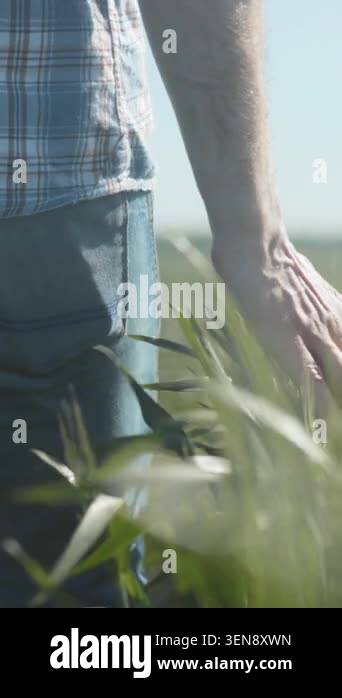 caucasian farmer hand brushing green wheat at midday, closeup tactile ...