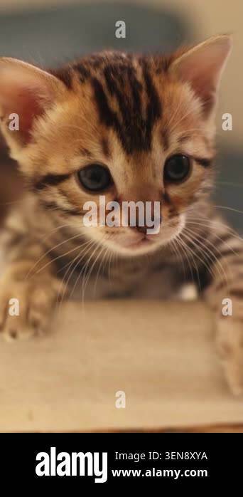 tiny tabby kitten exploring couch edge, soft warm lighting closeup ...