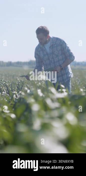 Farmer inspecting corn field with tablet, sunlit midday scene ...