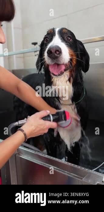 Professional female groomer carefully washing a happy bernese mountain ...