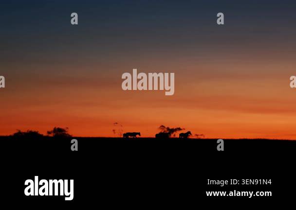 Silhouette of horse herd at sunset. Wild Kyrgyz horses galloping across ...