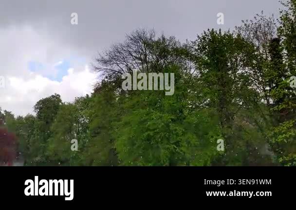 beautiful view of the forest Stock Video Footage - Alamy