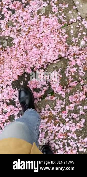 sakura flower petals, spring flora Stock Video Footage - Alamy