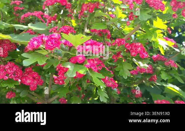 red flowers in the garden Stock Video Footage - Alamy