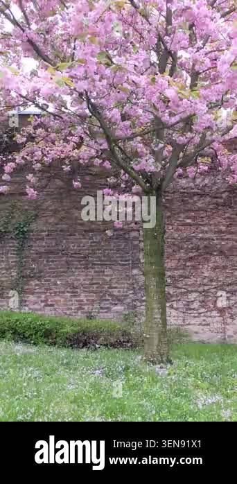 Sakura blossom in spring Stock Video Footage - Alamy