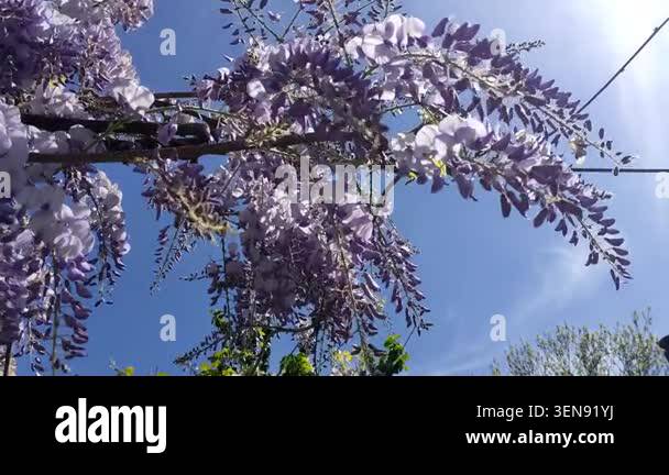 beautiful spring flowers in the garden Stock Video Footage - Alamy