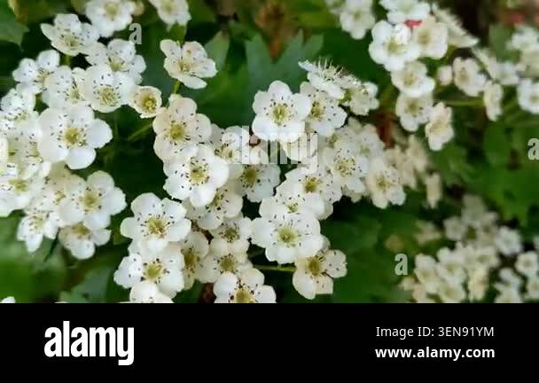 flowers in the forest, flora and nature Stock Video Footage - Alamy