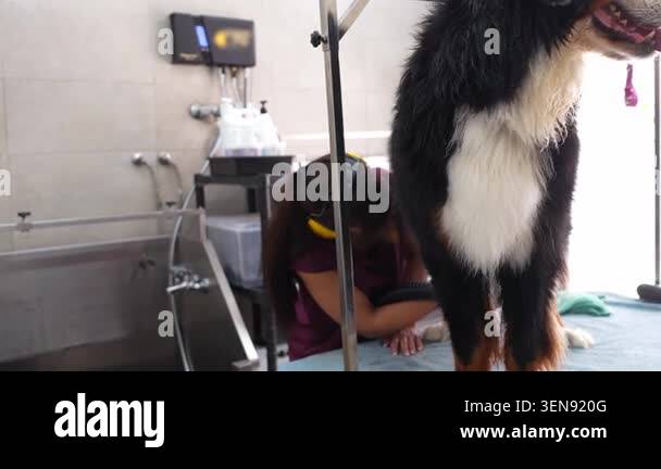 Bernese mountain dog getting dried by a groomer with a hair dryer in a ...