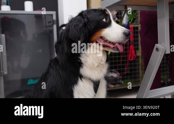 Adorable bernese mountain dog sitting patiently in a professional ...
