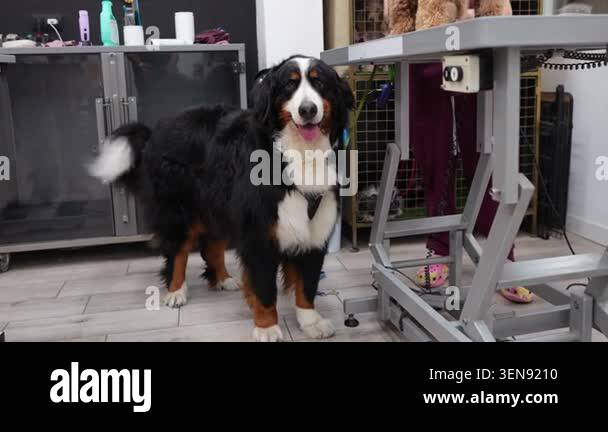 Fluffy bernese mountain dog wagging its tail and panting happily while ...