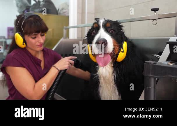 Dedicated female groomer using a hair dryer on a bernese mountain dog ...