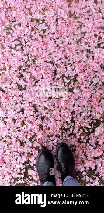 cherry blossom sakura flower Stock Video Footage - Alamy