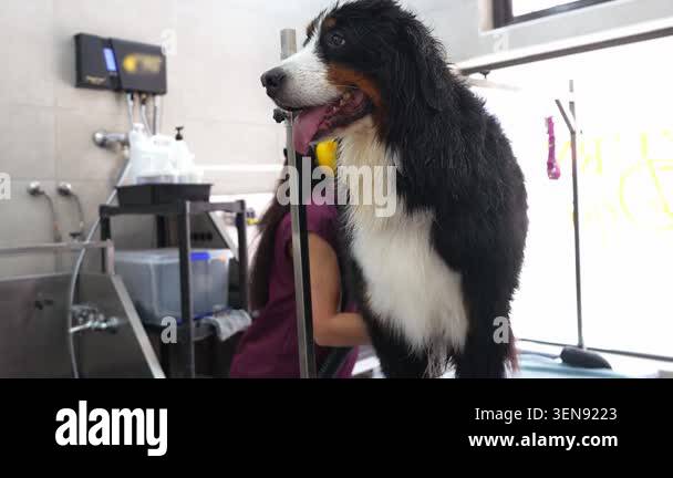 Female groomer wearing ear protection using a hair dryer on a beautiful ...