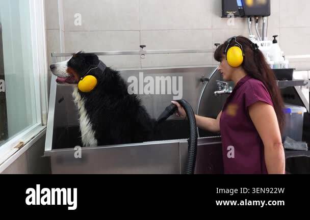 Female groomer using a high velocity dryer on a bernese mountain dog ...