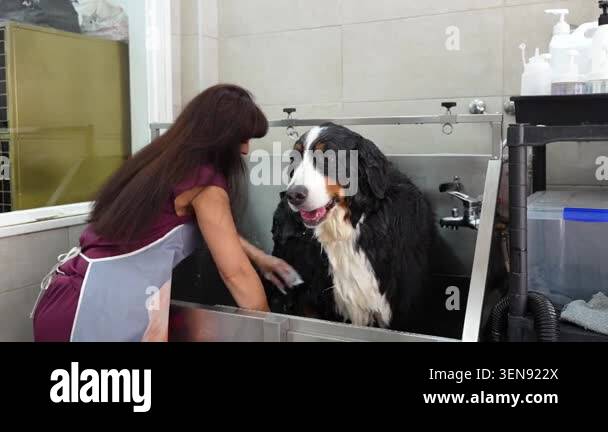 Female groomer carefully soaping a large bernese mountain dog in a ...