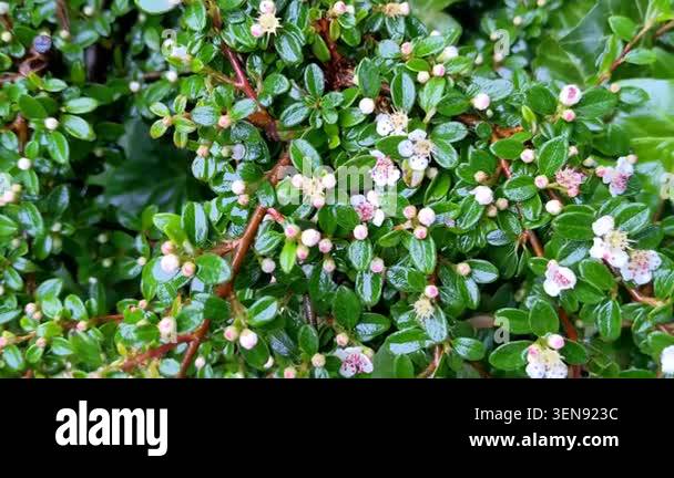 beautiful botanical shot, natural wallpaper Stock Video Footage - Alamy