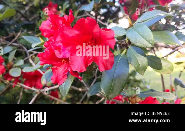 red flowers in the garden Stock Video Footage - Alamy