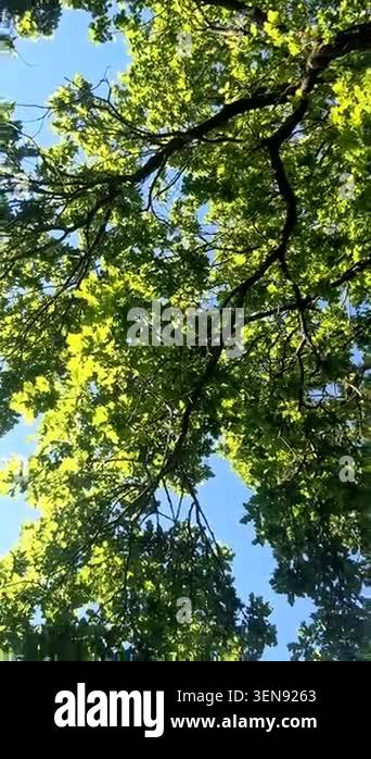 green leaves in the forest Stock Video Footage - Alamy