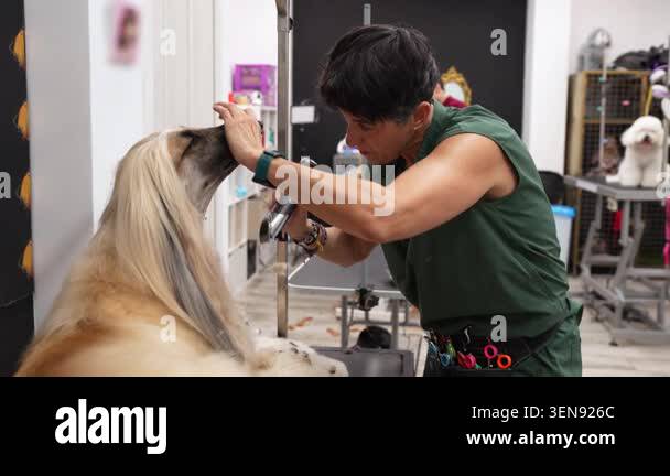 Concentrated female pet groomer using an electric clipper to shave the ...