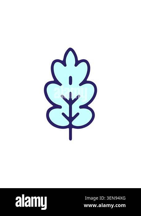 splitting effect animation of oak leaf design Stock Video Footage - Alamy