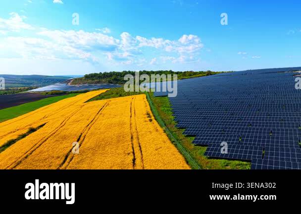 Diagonal solar rows meeting golden rapeseed field on a slope. Side-lit ...