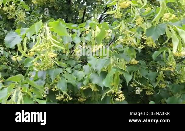Linden tree in bloom. Video Stock Video Footage - Alamy